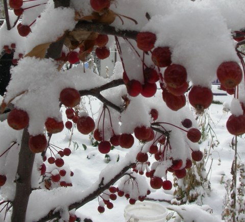 First Snow | 6512 and growing